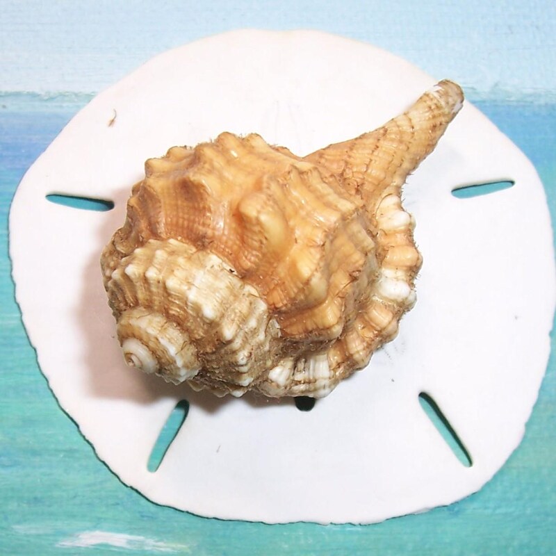GulfSeaShells - Etsy