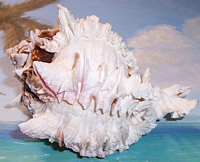 123.5mm Hexaplex Phyllonotus Regius REGAL MUREX Seashell, Shell W/ PINK ...