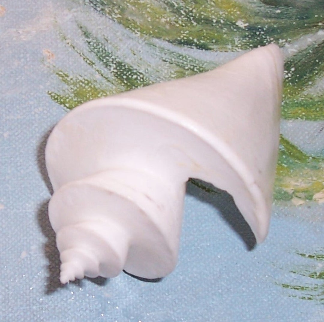 80.1mm Rare ALBINO Thatcheria Mirabilis JAPANESE WONDER Shell, Seashell ...