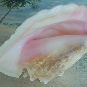 10 Adult FLORIDA Keys Collected Strombus Gigas QUEEN, PINK Conch Shell ...