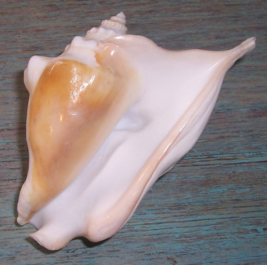 110.4mm Strombus Tricornis Tricornis Three-knobbed CONCH Shell ...