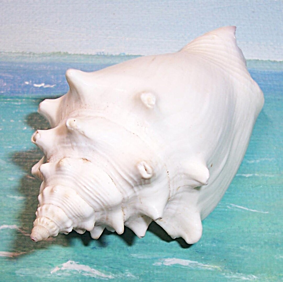 69.3mm FLORIDA Collected Rare Albino/albinistic Fighting CONCH Shell ...