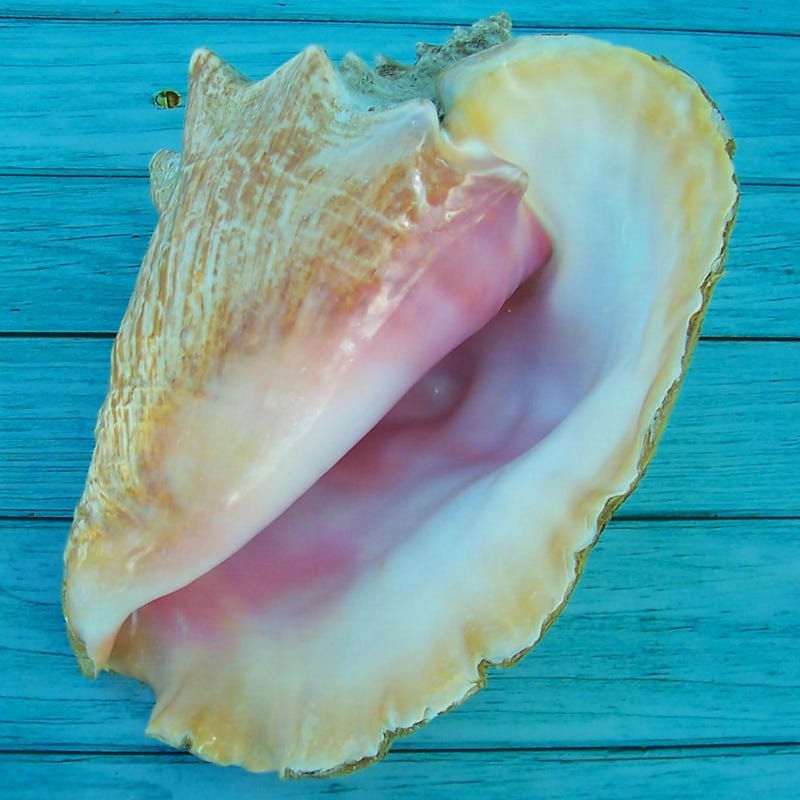 GulfSeaShells - Etsy