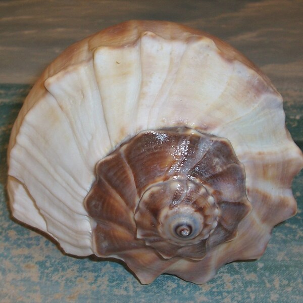 Lightning Whelk - Etsy