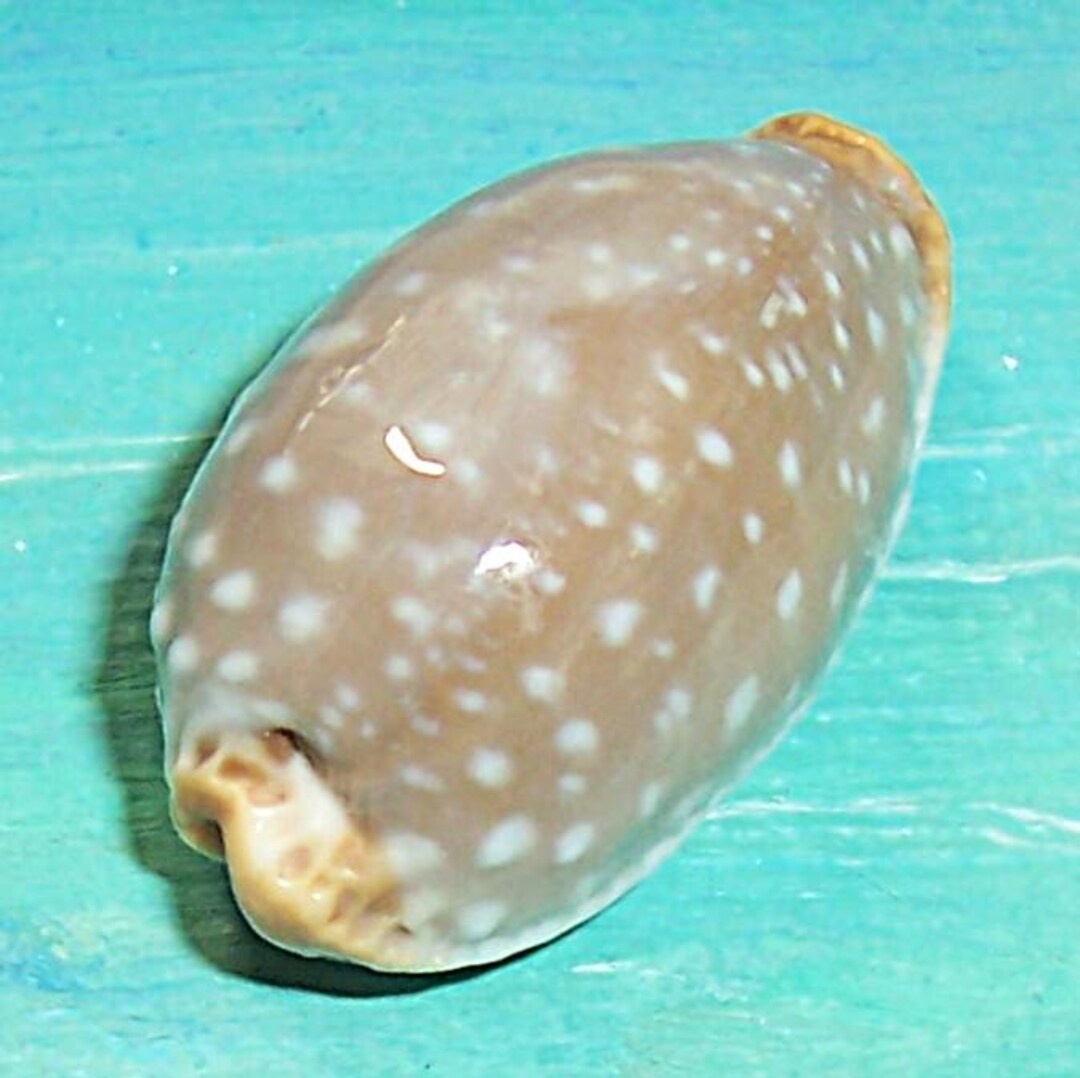 28.1mm Cypraea Staphylaea Limacina SLUG-LIKE COWRY Shell, Seashell W ...