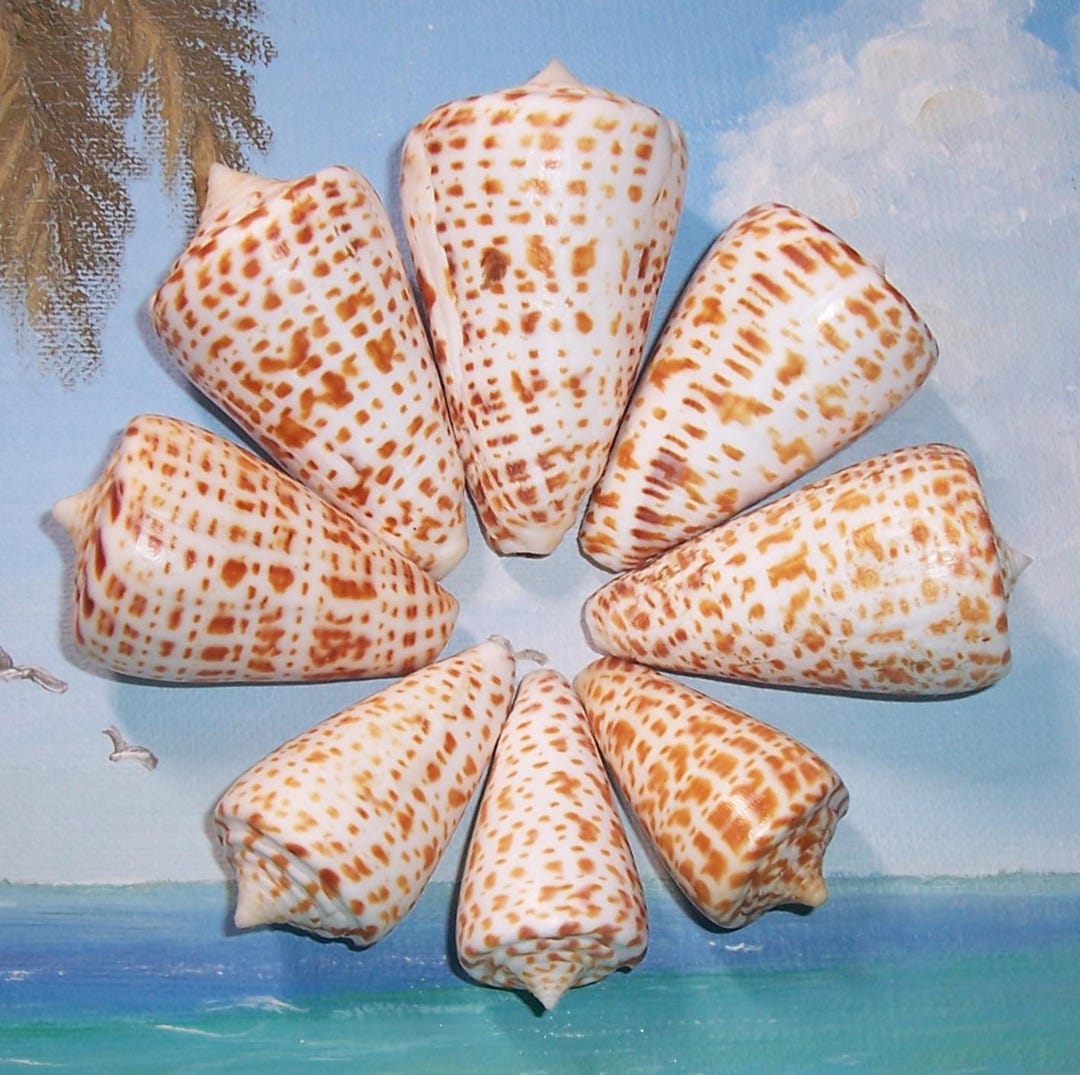 Set of Eight 45.7-70.2mm FLORIDA Keys Collected Caramel/orange Conus ...
