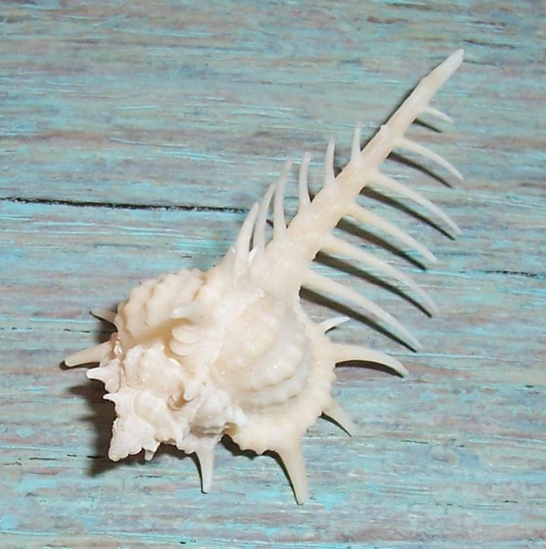 45.8mm FLORIDA Beach Collected Vokesimurex Cabritii CABRITS MUREX ...