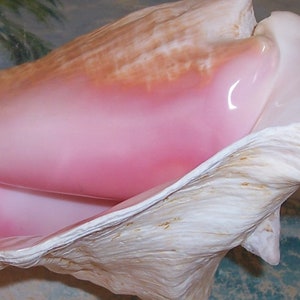 Large 10 1/2 Adult FLORIDA Keys BEACH Collected Strombus Gigas Queen ...