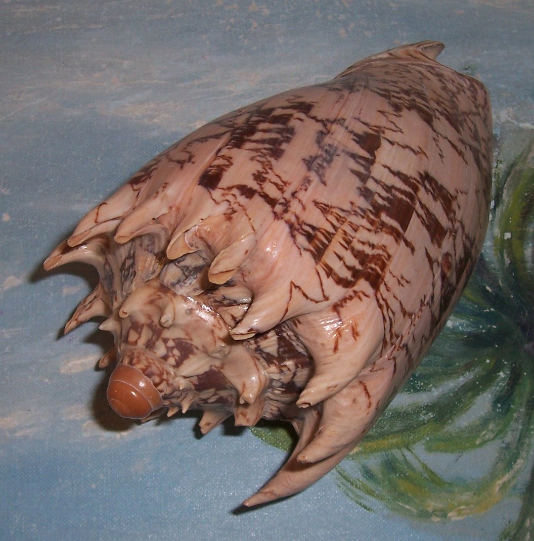 157.5mm Voluta Cymbiola Imperialis IMPERIAL VOLUTE Seashell W ...