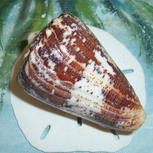 Large Specimen Grade 63.1mm CONUS Regius Royal, Crown Cone SEASHELL JB ...