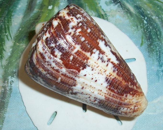 Large Specimen Grade 63.1mm CONUS Regius Royal, Crown Cone SEASHELL JB ...