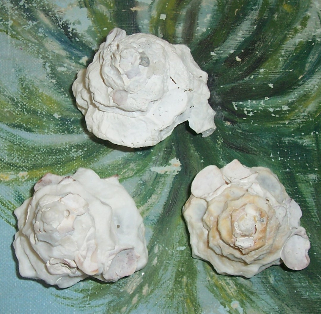 Set of 3 FLORIDA Beach Found Xenophora Conchyliophora ATLANTIC CARRIER ...