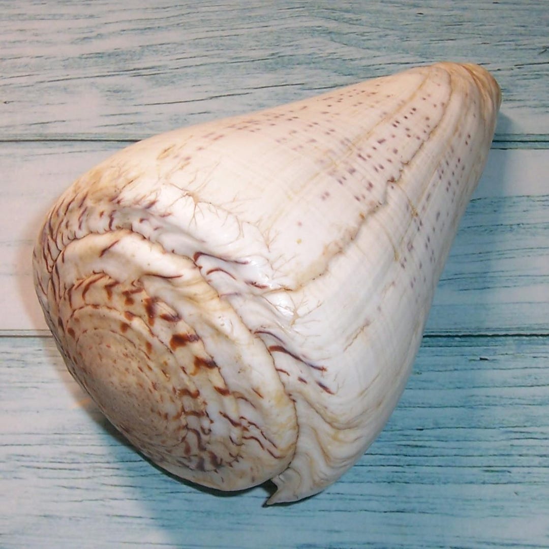 HUGE 165.1mm Conus Leopardus LEOPARD CONE Shell Seashell - Etsy