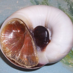 61.3mm Florida Gulf BEACH Collected Neverita Delessertiana Moon SNAIL ...