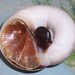 61.3mm Florida Gulf BEACH Collected Neverita Delessertiana Moon SNAIL ...