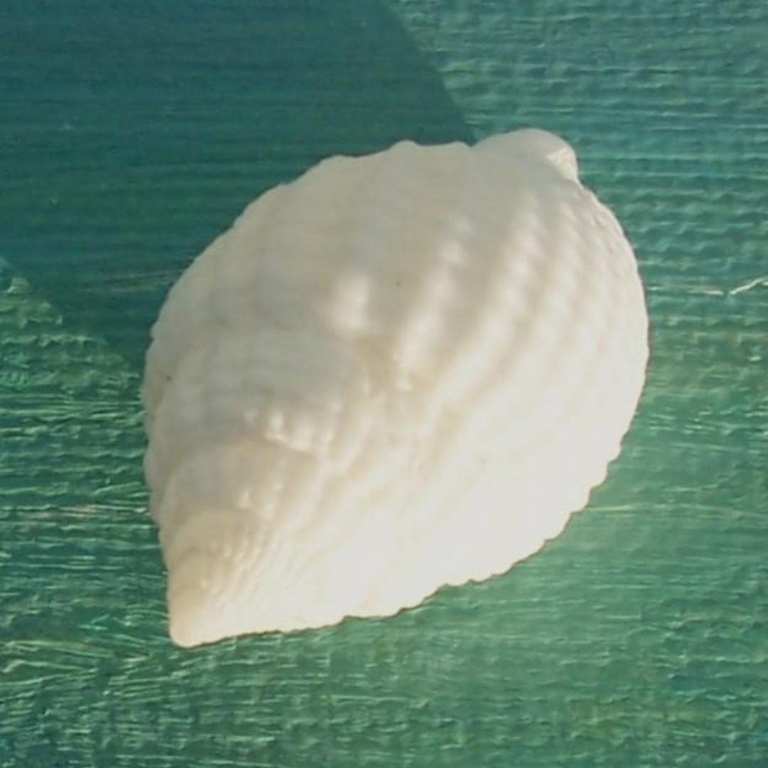 33.7mm Rare ALBINO Cancellaria Reticulata Common NUTMEG Shell, Seashell ...