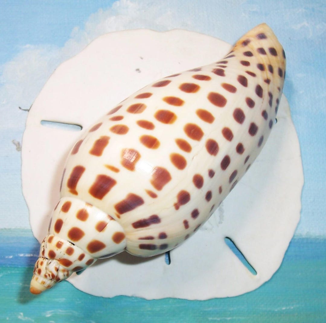 Huge 127.6mm/5.02" Rare FLORIDA Beach Found Scaphella JUNONIA Juno's ...