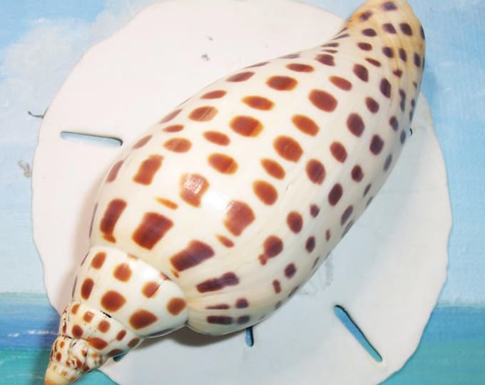 78.7mm Rare FLORIDA Beach Found Scaphella JUNONIA Juno's VOLUTE ...