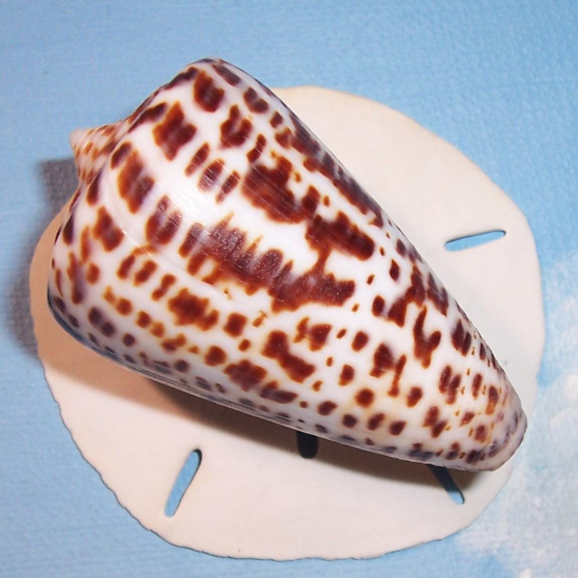 Large 58.1mm Specimen Grade 10,000 Islands Beach Found Dark Chocolate ...