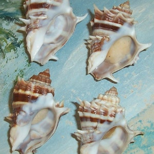 Set of 4 Super Spikey Florida Melongena Corona Kings CROWN Conch ...