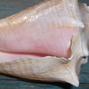 Large FLORIDA Keys BEACH Collected Juvenile Roller Strombus Gigas Queen ...