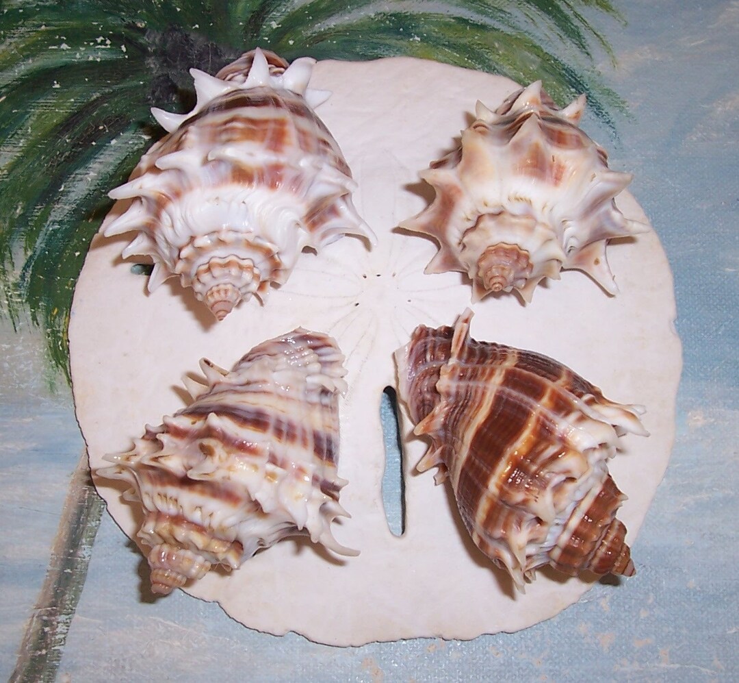 Set of 4 Super Spikey Florida Melongena Corona Kings CROWN Conch ...