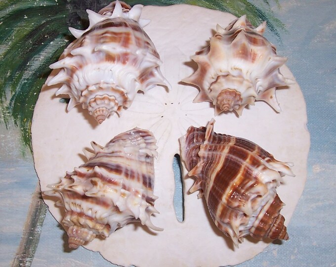 Set of 4 Super Spikey Florida Melongena Corona Kings CROWN Conch ...