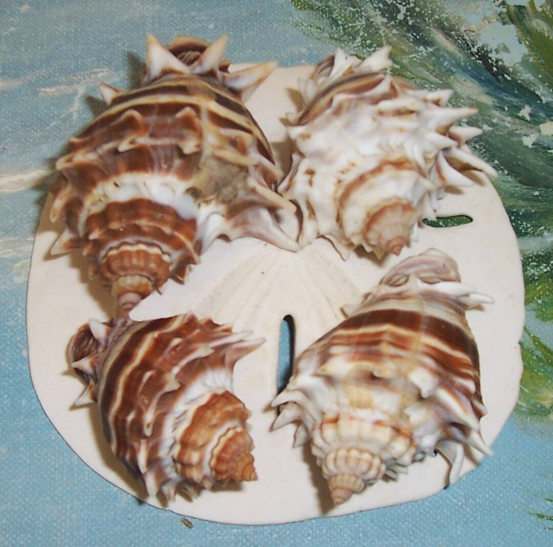 Set of 4 Super Spikey Florida Melongena Corona Kings CROWN CONCH Shell ...