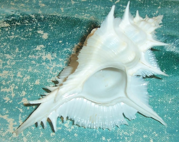 110.6 Beautiful Siratus Alabaster ALABASTER MUREX Seashell Shell JB - Etsy