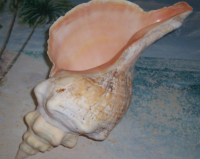 HUGE 17" Monster FLORIDA Keys Found Horse Conch Seashell Shell JB - Etsy