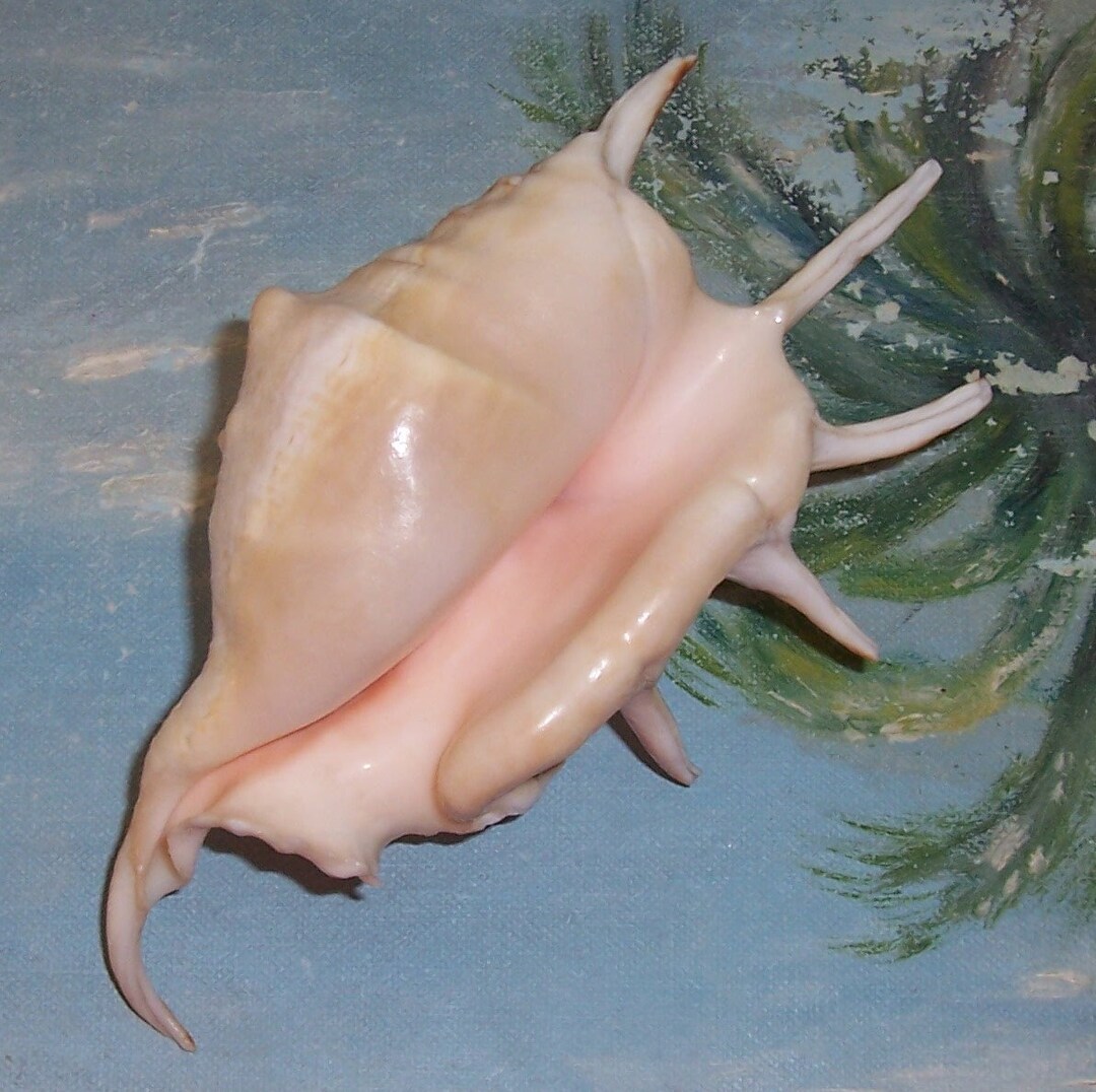 138.5mm Strombus Lambis Lambis Smooth/common SPIDER CONCH Shell ...