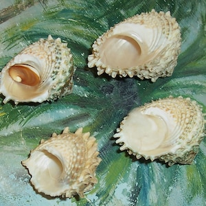Lot of Four 38.7-48.6mm Florida Keys Astraea Caelata CARVED STAR Shell Seashells JB - Etsy