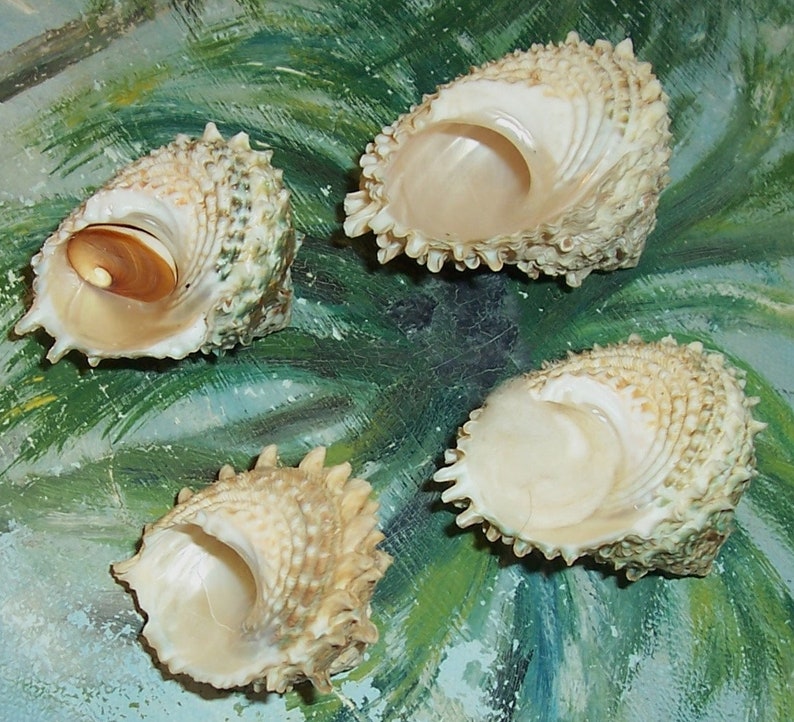 Lot of Four 38.7-48.6mm Florida Keys Astraea Caelata CARVED STAR Shell ...