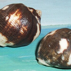 Set of Two 39.7&30.2mm Vasula Melones GOURD ROCK Shell, Seashell, Shell ...
