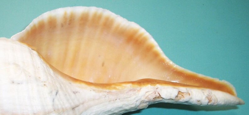 Large 11 1/4" Florida Beach Found Triplofusus Giganteus HORSE CONCH ...