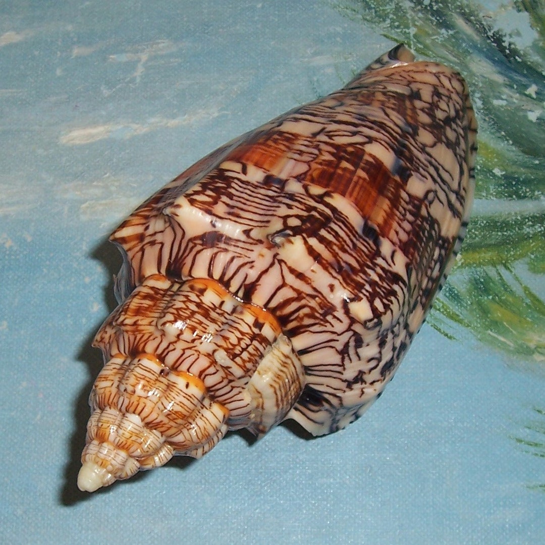 129.5mm Voluta Ebraea HEBREW VOLUTE Seashell W/ Excellent Markings ...