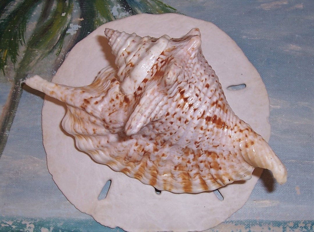 134.3mm Strombus Gallus Rooster-tail CONCH Shell SEASHELL - Etsy
