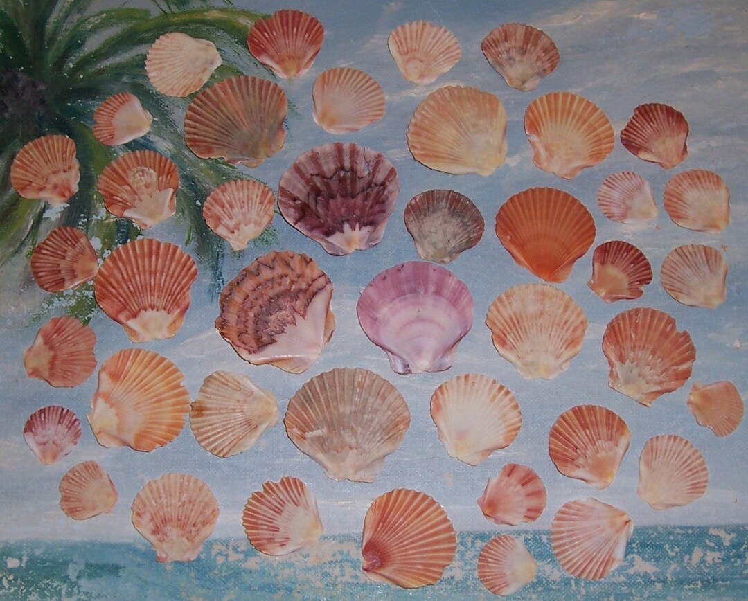 Lot of 42 Florida Gulf BEACH Collected ZIGZAG, Flat, Ravenel Fan Shell ...