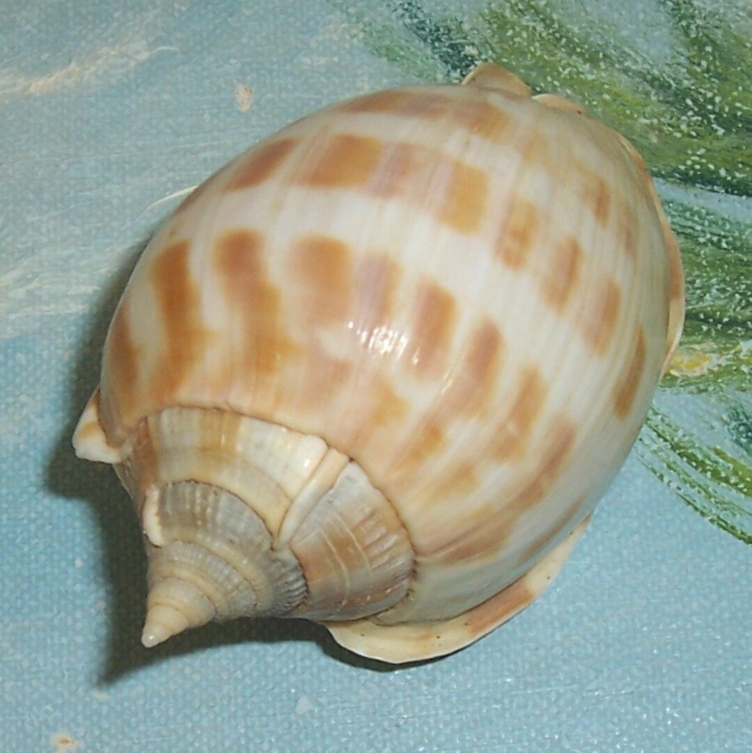 71.1mm Specimen Phalium Aerola CHECKERED BONNET Seashell, Shell JB #1 ...