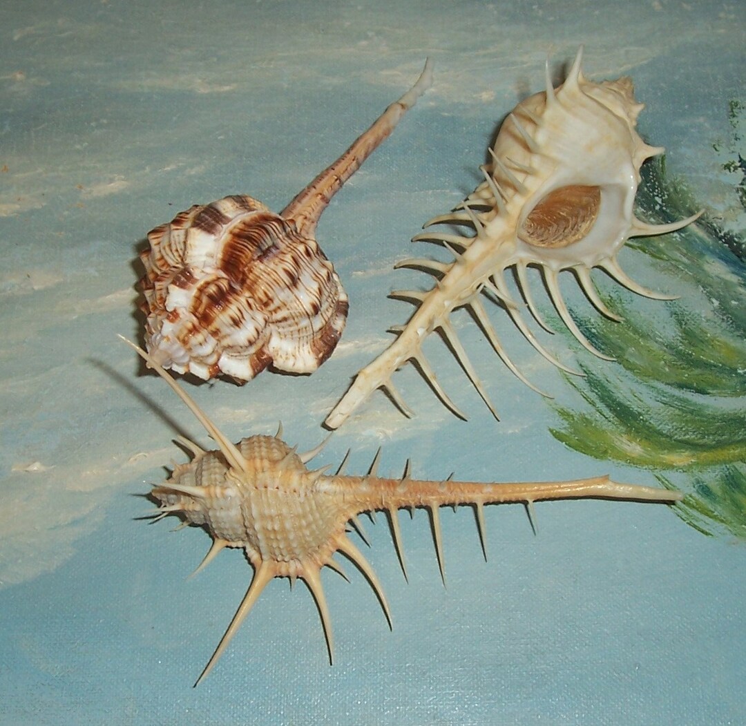 Set of 3 Very Large Classic Specimen MUREX 123.8-113.2mm TROSCHEL'S ...