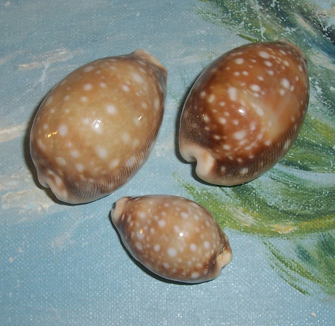 Set of Three 34.8-49.6mm Cypraea Lyncina Vitellus Pacific DEER COWRY ...