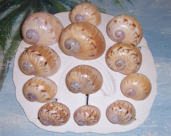 Lot of 12 FLORIDA Marco & 10K Islands BEACH Collected Colorful Atlantic ...