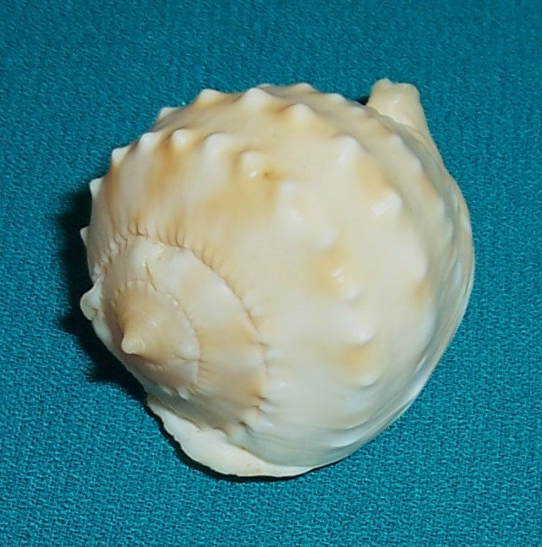 35.3mm Australia Collected DWARF HELMET Cassis Nana Shell Seashell JB ...