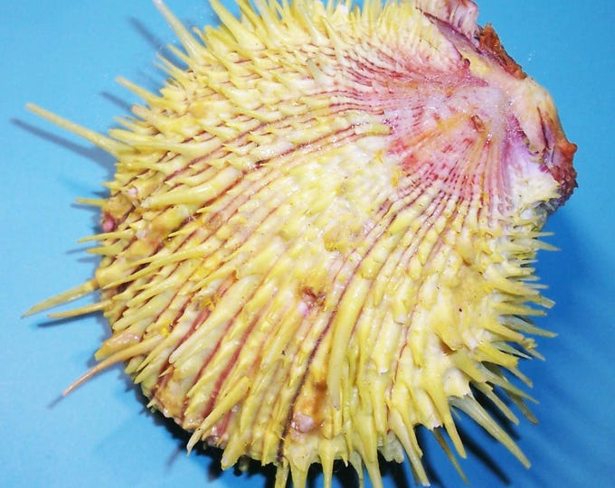 Rare YELLOW 87.3mm Attached Bivalve Spondylus Linguafelis Gloriosus CAT ...