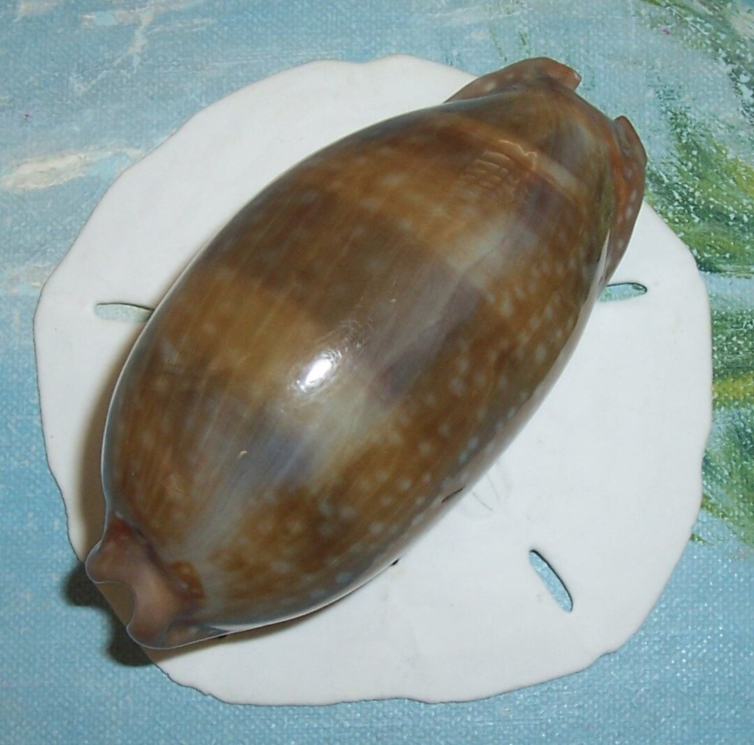 86.4mm Mexico Collected Cypraea Macrocypraea Cervinetta LITTLE Deer ...