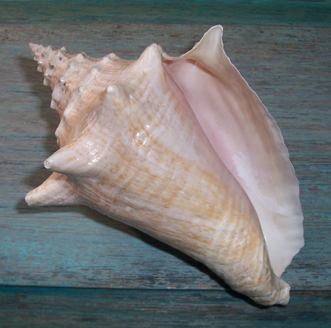 Large FLORIDA Keys BEACH Collected Juvenile Roller Strombus Gigas Queen ...