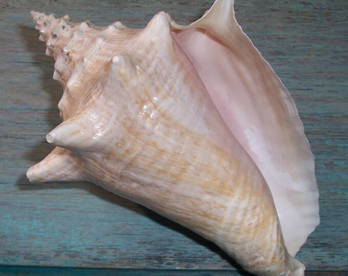 Large FLORIDA Keys BEACH Collected Juvenile Roller Strombus Gigas Queen ...