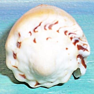 Specimen Grade 36.3mm Conus Regius CITRINUS ROYAL, CROWN Cone Shell ...