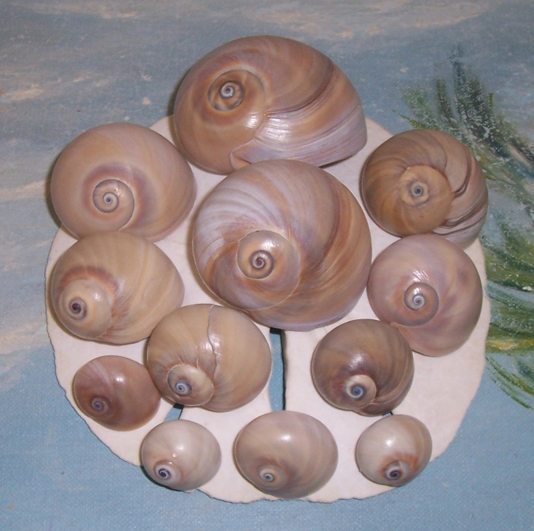 One Dozen Florida Gulf BEACH Collected Moon SNAIL, Shark Eye SEASHELLS ...