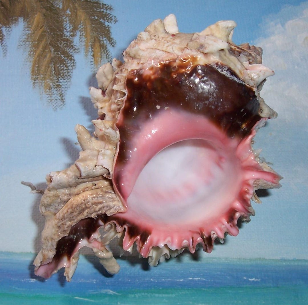 136.1mm Hexaplex Phyllonotus Regius REGAL MUREX Seashell, Shell W ...